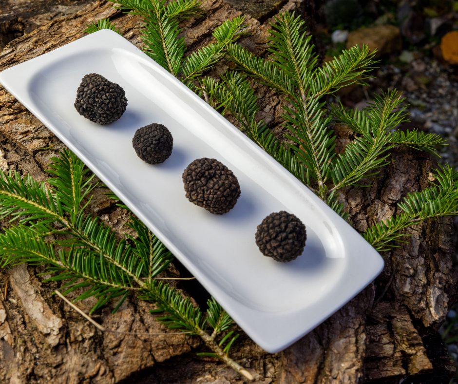 Burgundy Truffles | Autumn's Rich Aromatic Bounty